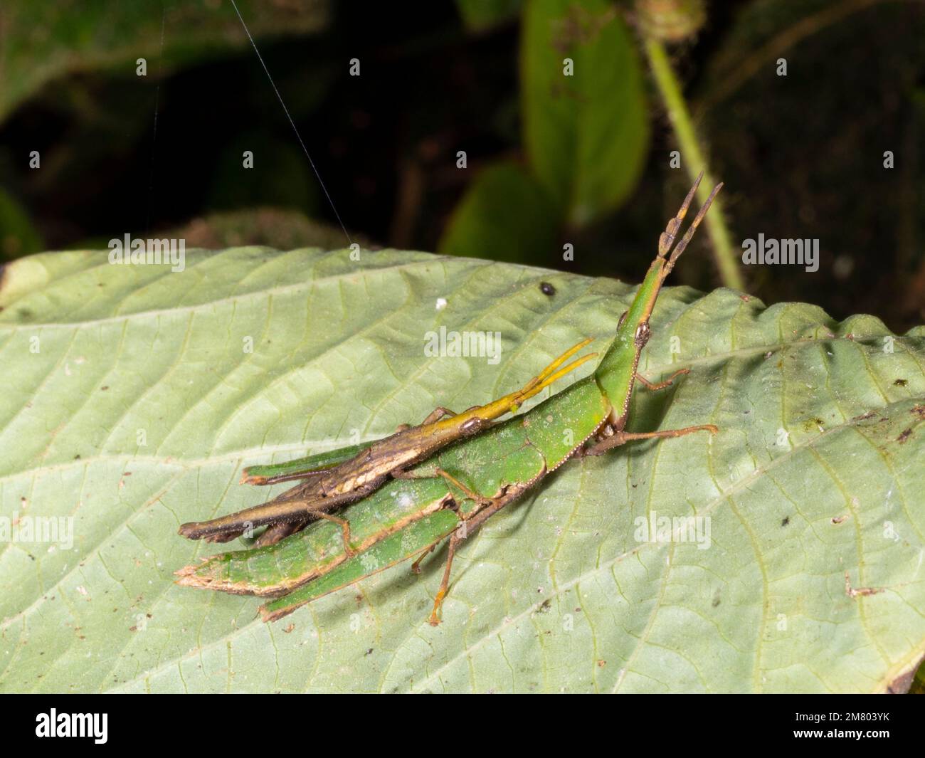 Cryptic grasshoppers (Omura congrua, Acrididae), mating. Orellana ...