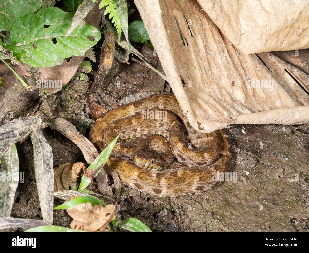 A venomous Fer de Lance (Bothrops atrox) viper on the rainforest floor ...