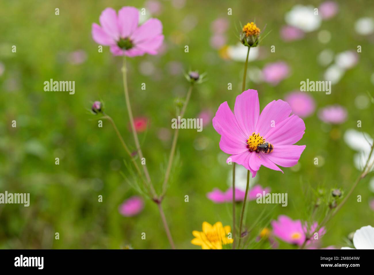 Close up to Mirasol flowers or cosmos bipinnatus , in the field ...