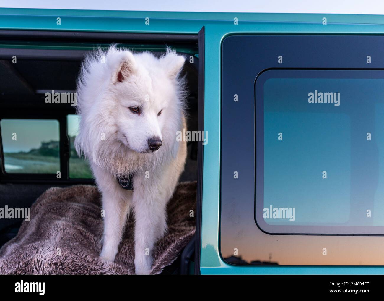 Samoyed puppy in campervan Stock Photo - Alamy