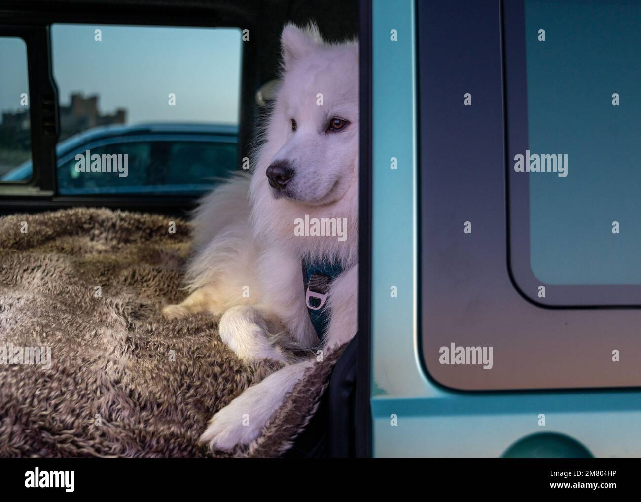 Samoyed puppy in campervan at Bamburgh castle Stock Photo - Alamy