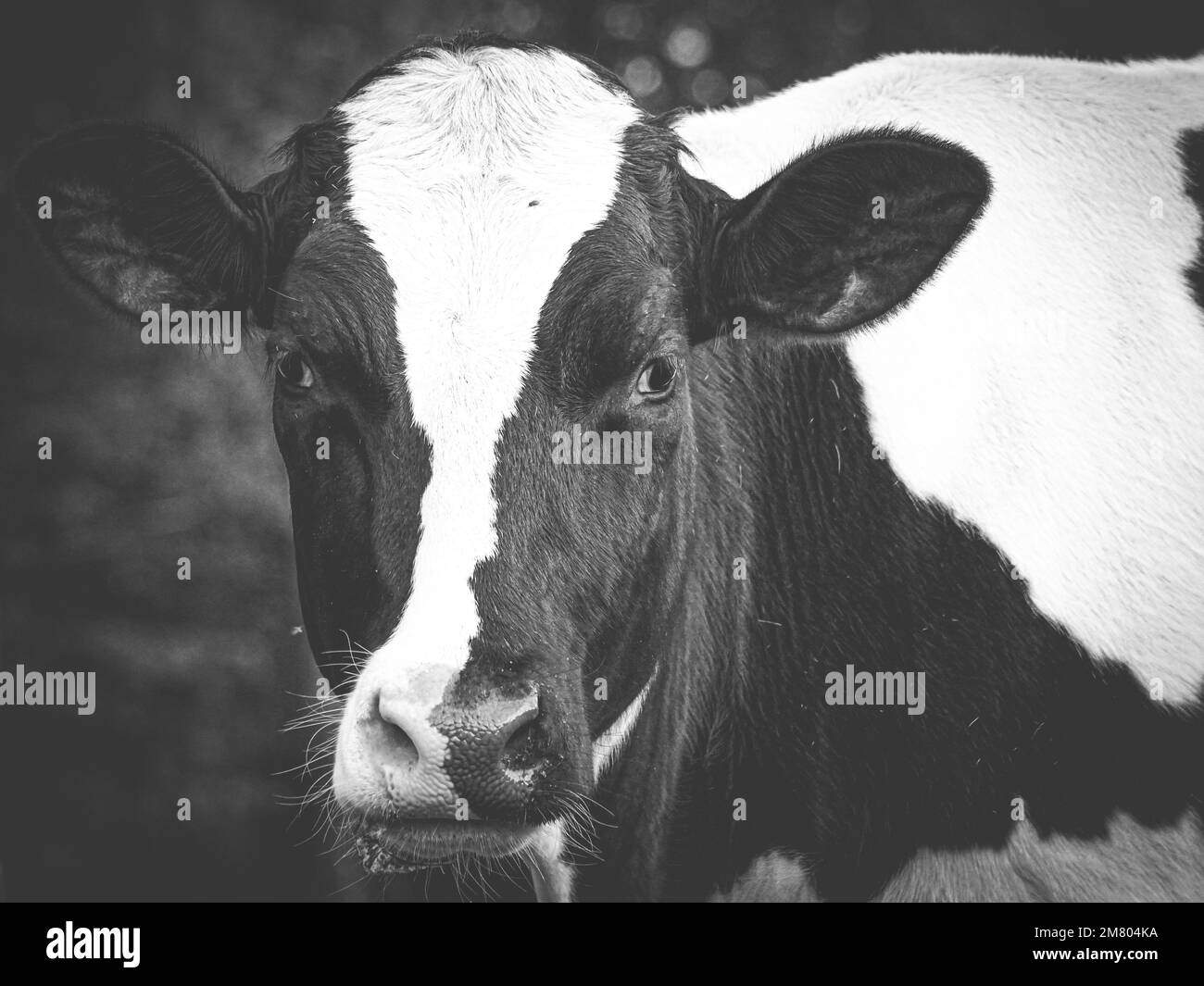 Cow looking up Black and White Stock Photos & Images - Alamy