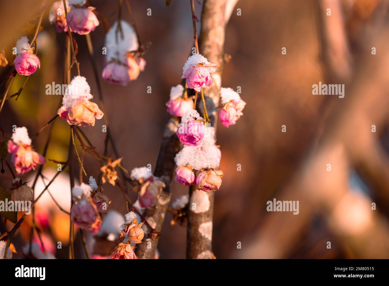 Frozen Pink roses with snow on top in warm light in garden Stock Photo ...