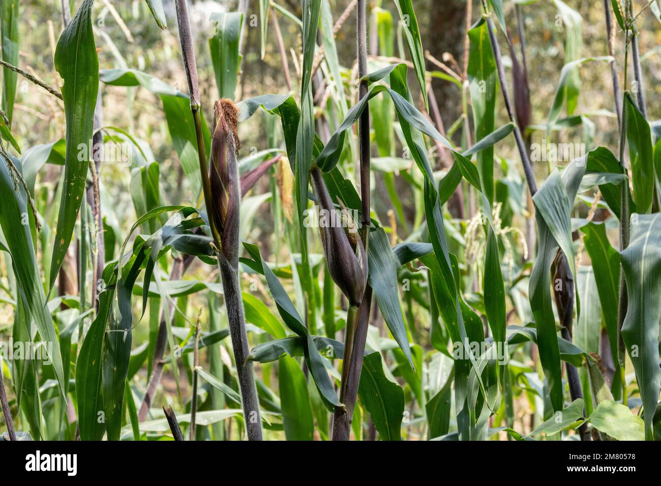 Maya corn field hi-res stock photography and images - Alamy