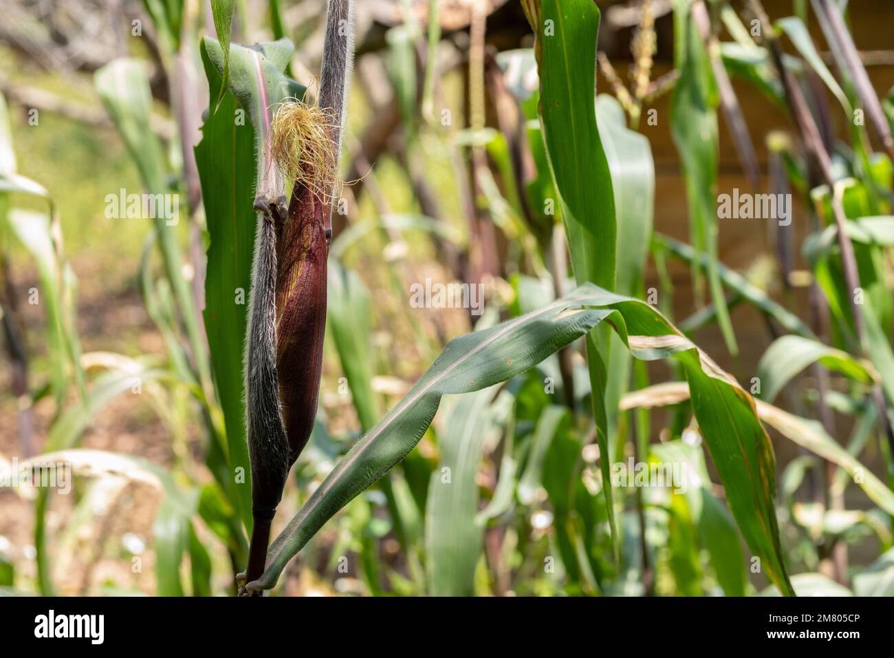 Corn in its milpa, in a field crop in the open air Stock Photo - Alamy