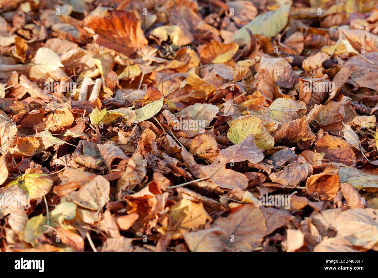 Fallen autumn leaves on the ground in woodland near Redcar, North ...