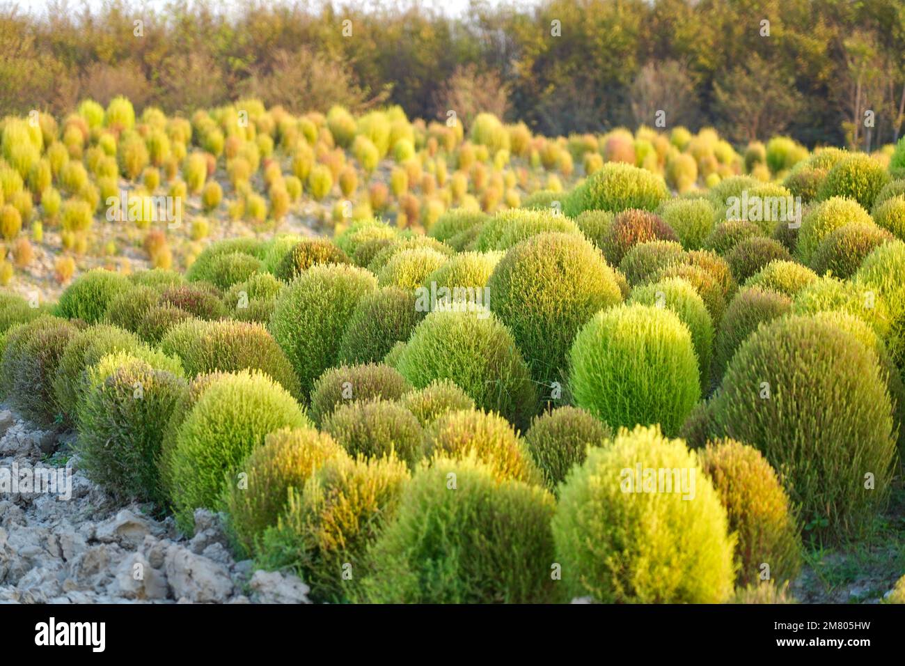 A closeup of beautiful bright shrubby plants in Shanghai plant park in ...