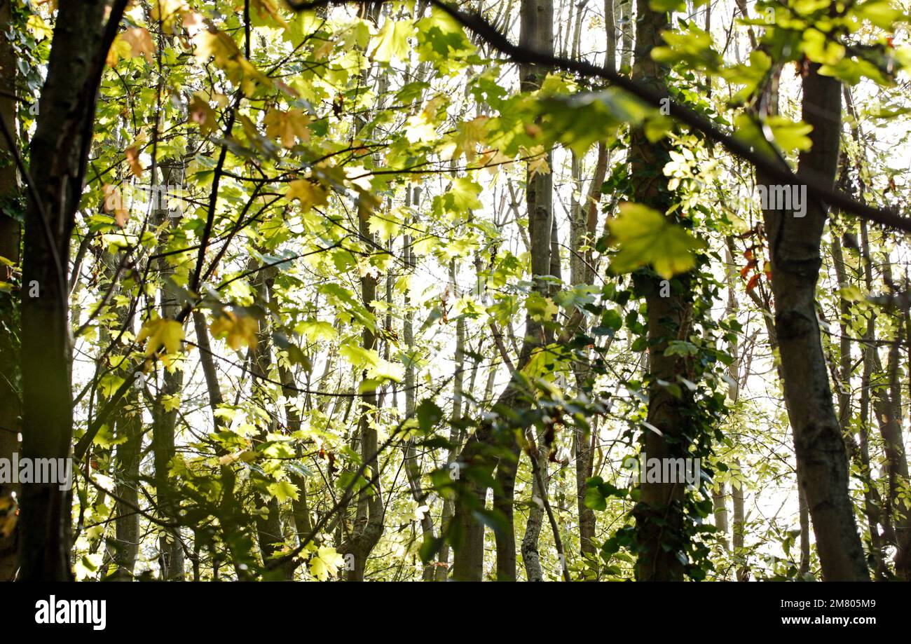 Sun shining through woodland near Redcar, North Yorkshire, UK. 02/11 ...