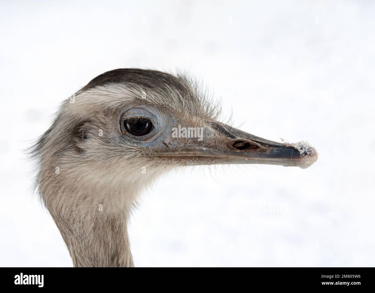 Greater Rhea portrait (Rhea americana) with snow background Stock Photo ...
