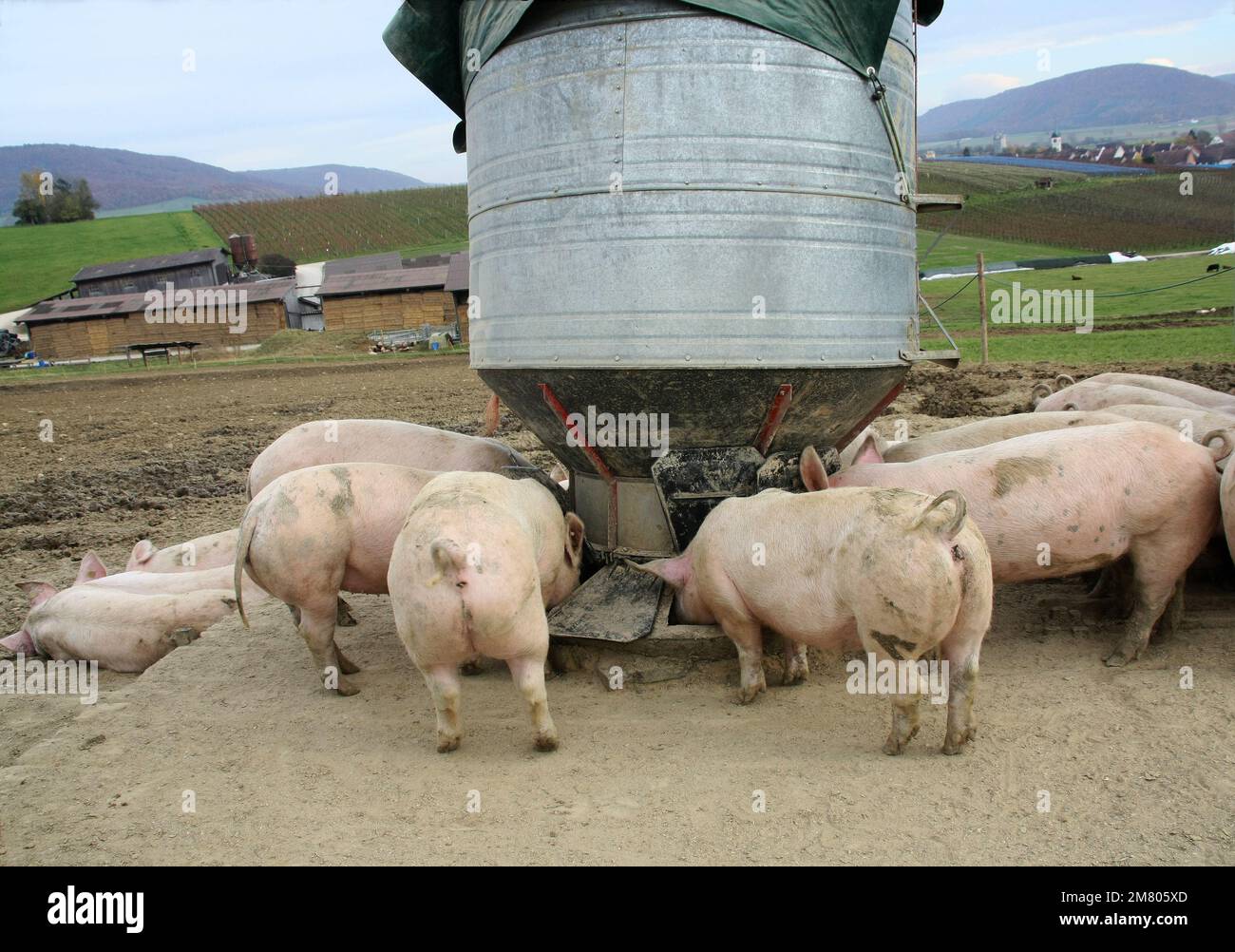 Pig food silo hi-res stock photography and images - Alamy