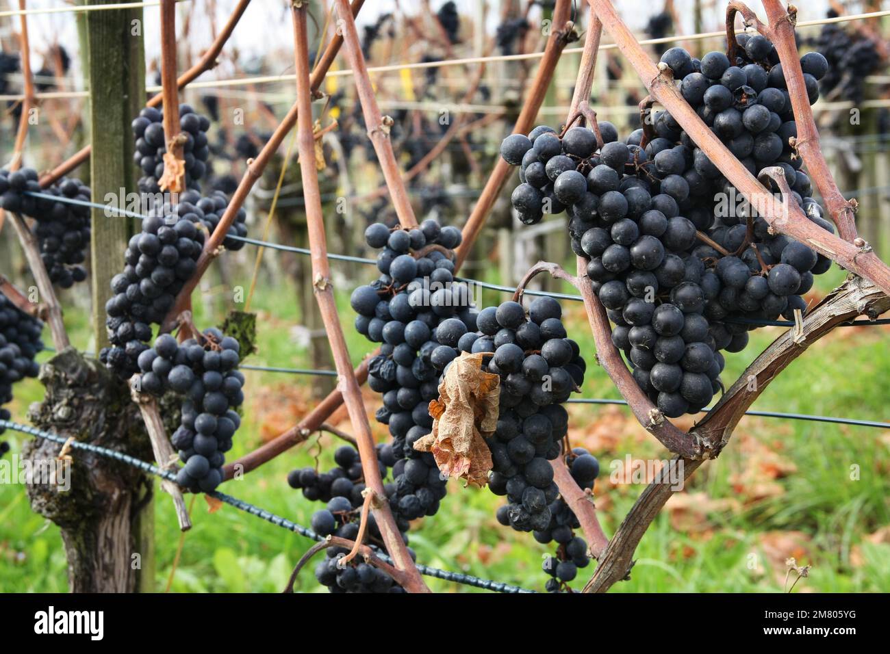 Grapes for making ice wine - this grape sort is harvested only after ...