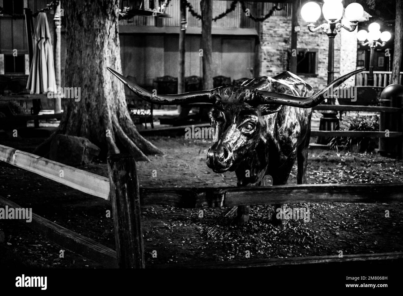 Statue of a bull in a wooden corral in front of tree and lamp post ...