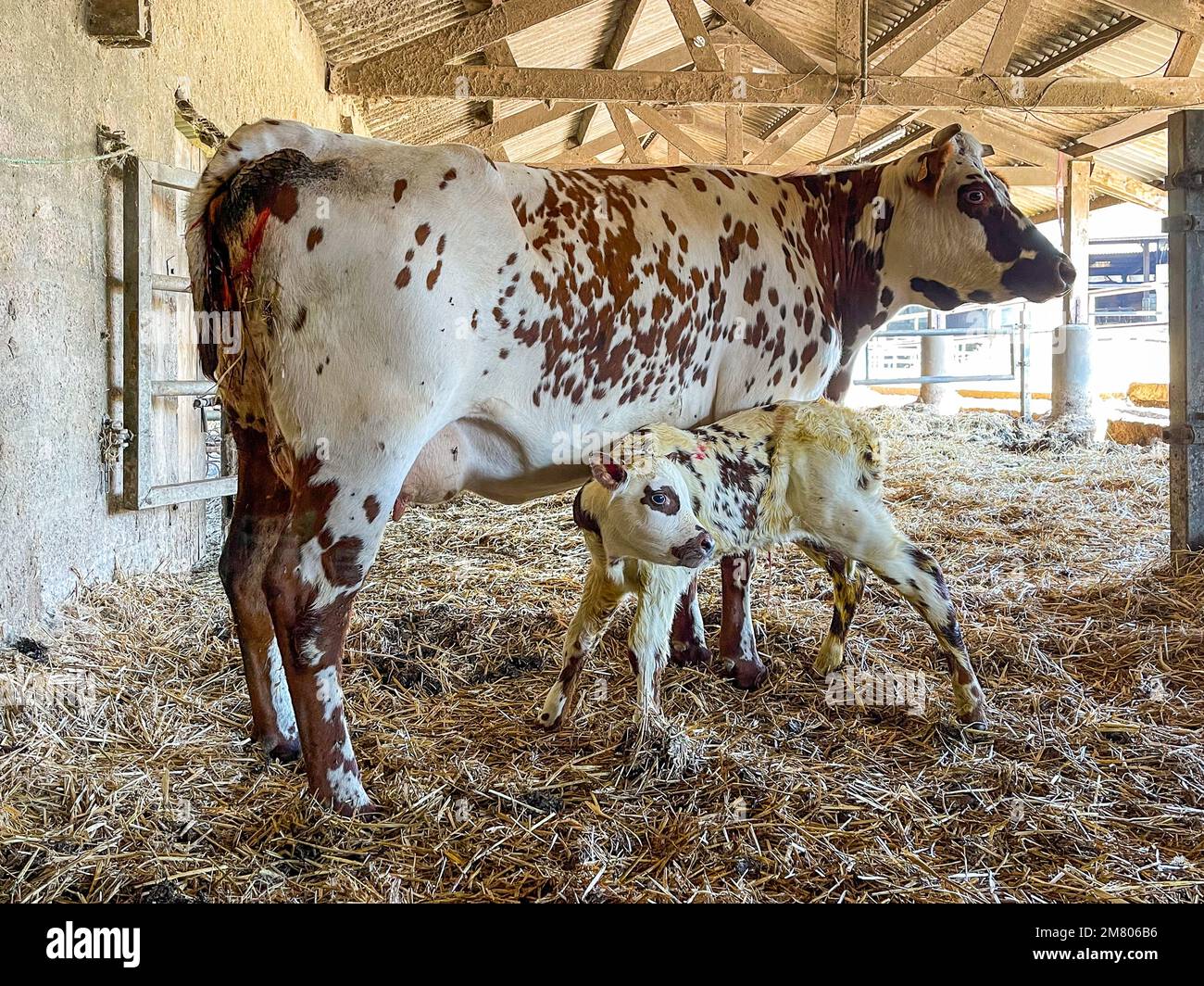 Normandy cow hi-res stock photography and images - Alamy
