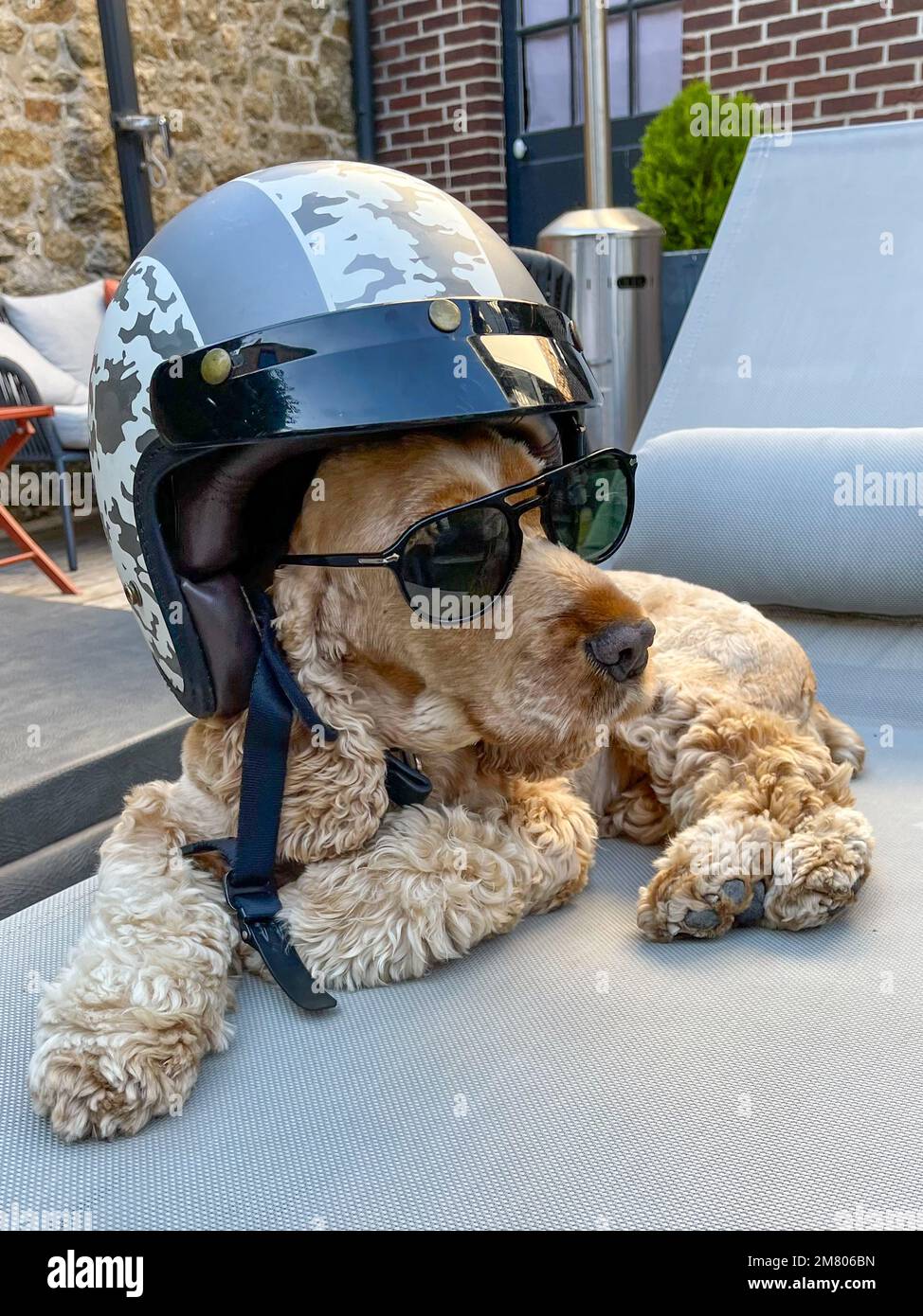 BIKER'S DOG WITH ITS HELMET AND SUNGLASSES, HUMOR Stock Photo - Alamy