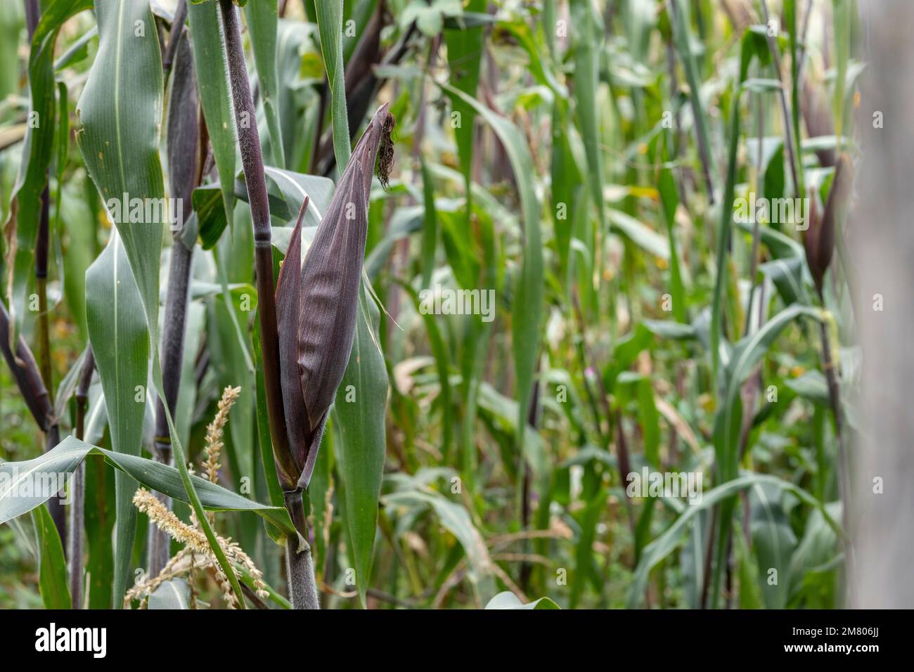 Milpa plantation hi-res stock photography and images - Alamy