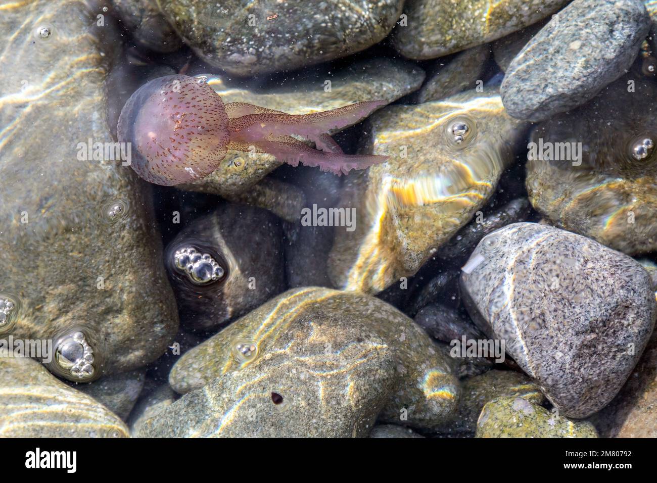 PELAGIC JELLYFISH OR MAUVE STINGER WHICH CAUSES ACUTE PAIN ON THE SKIN ...