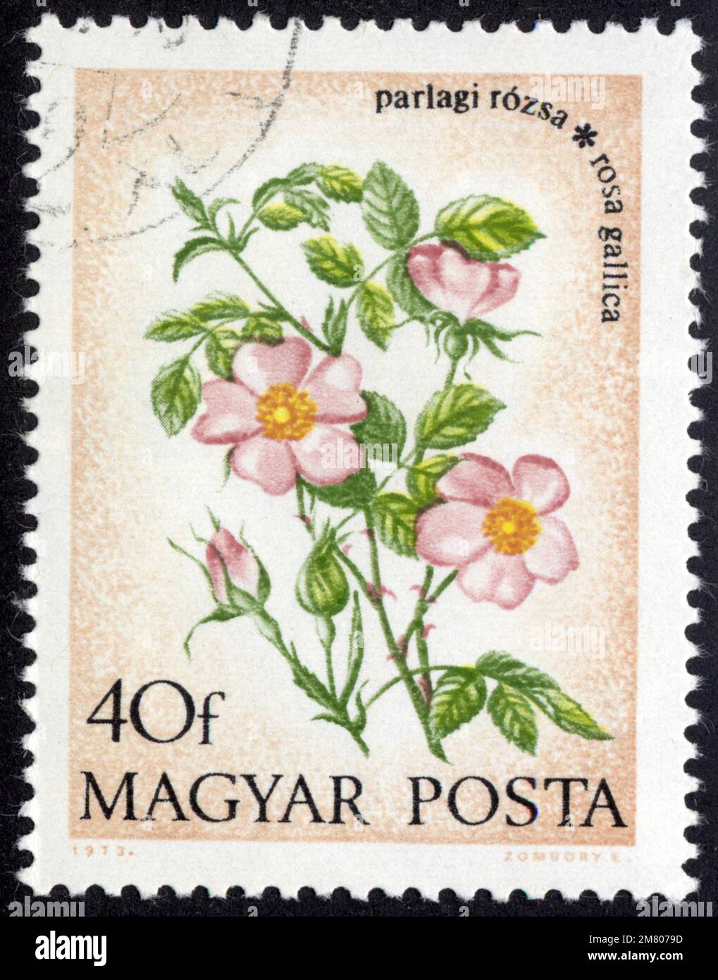 Parlagi rozsa hi-res stock photography and images - Alamy