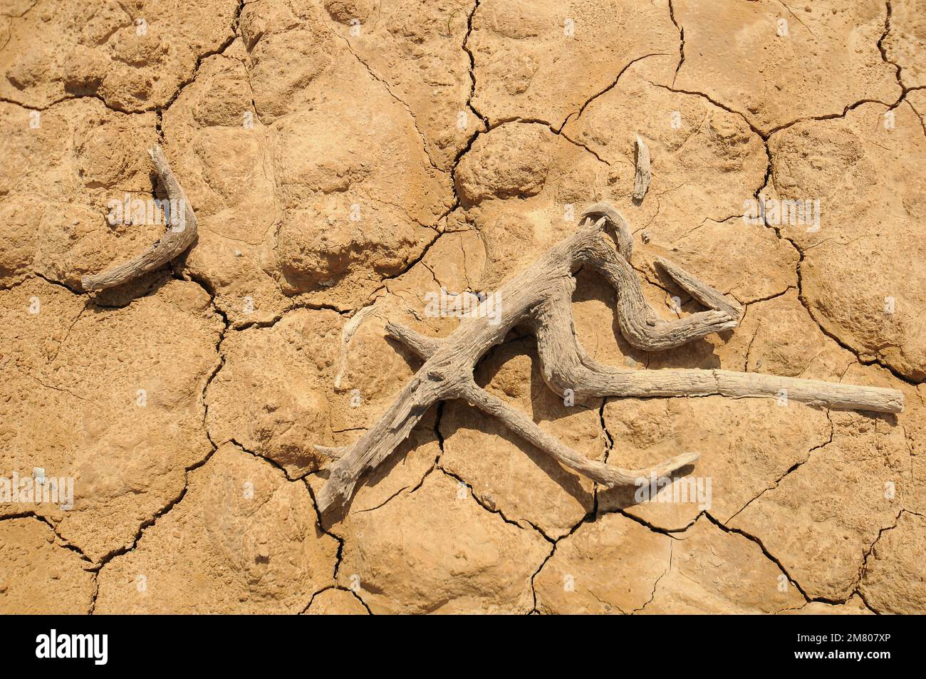 A closeup of broken twig on the drought cracked ground Stock Photo - Alamy