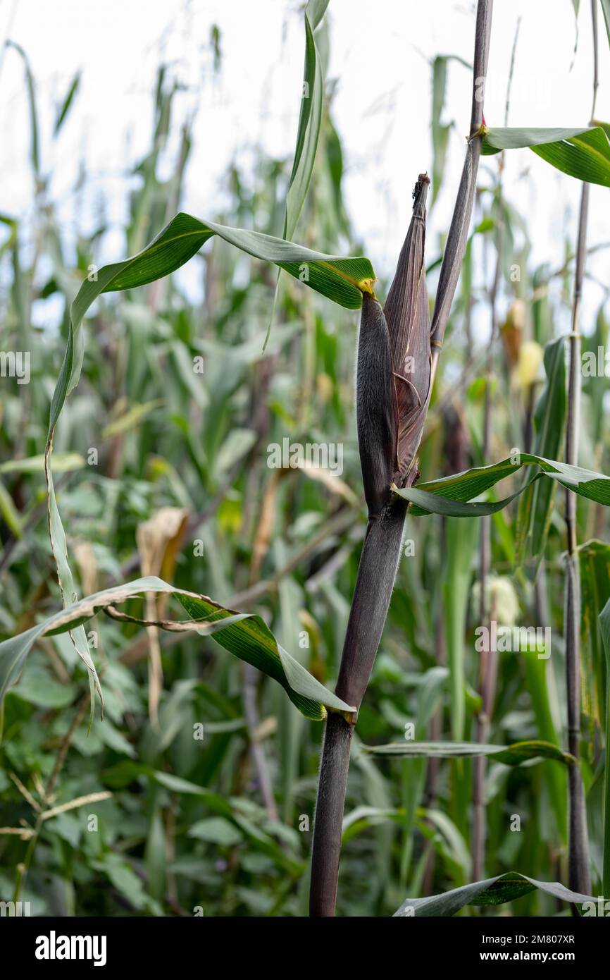 corn or elote before being grown in a field or field in Mexico Stock ...