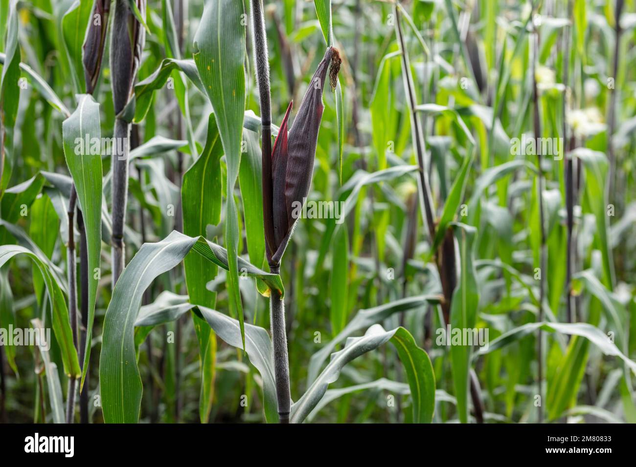 corn or elote before being grown in a field or field in Mexico Stock ...