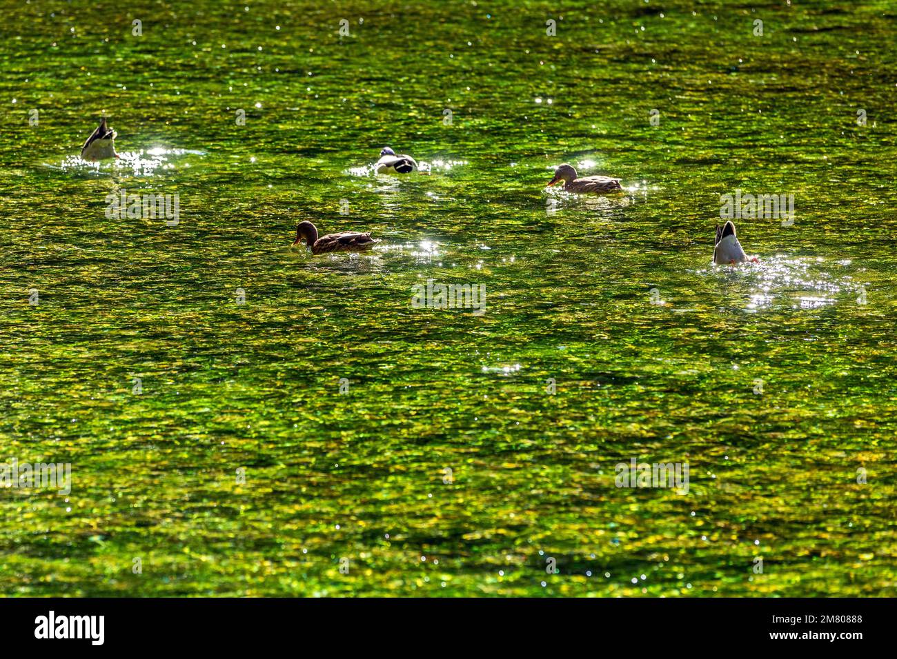 WILD DUCKS ON THE CLEAR, PURE WATER OF THE SORGUE, FONTAINE-DE-VAUCLUSE ...