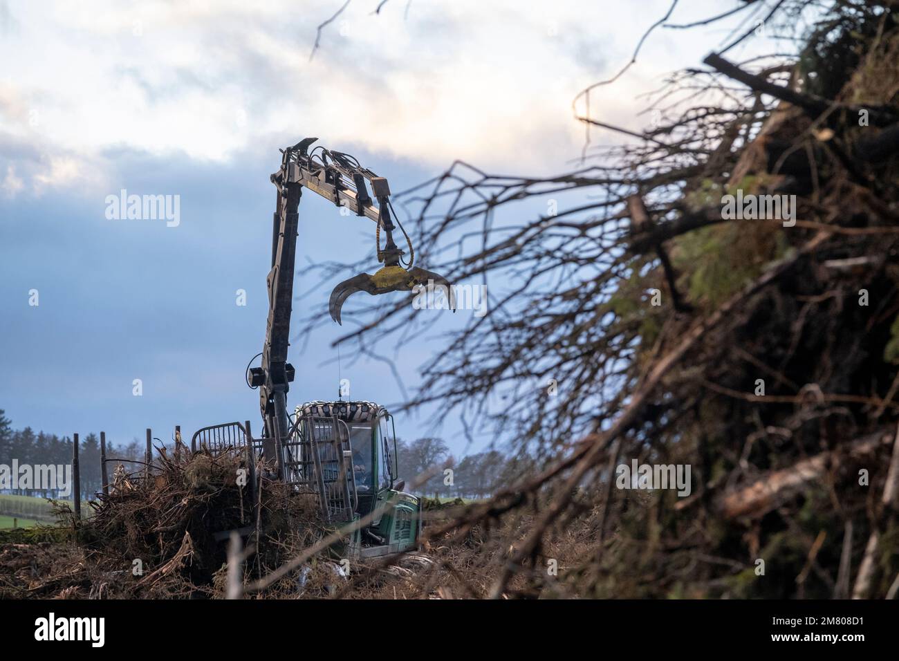 Selkirk, UK. 11th Jan, 2023. In recently clear felled woodland near to ...