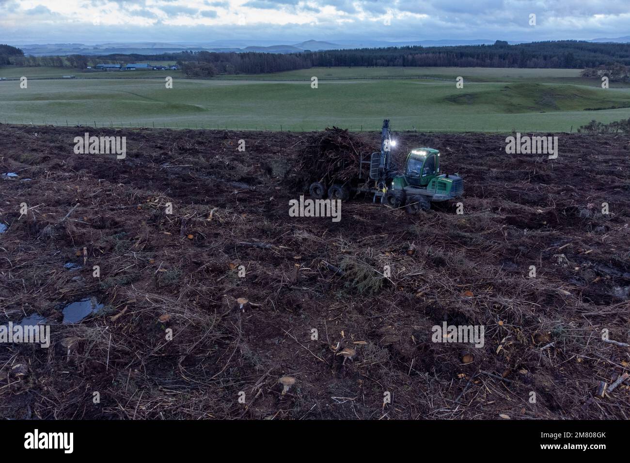 Selkirk, UK. 11th Jan, 2023. In recently clear felled woodland near to ...