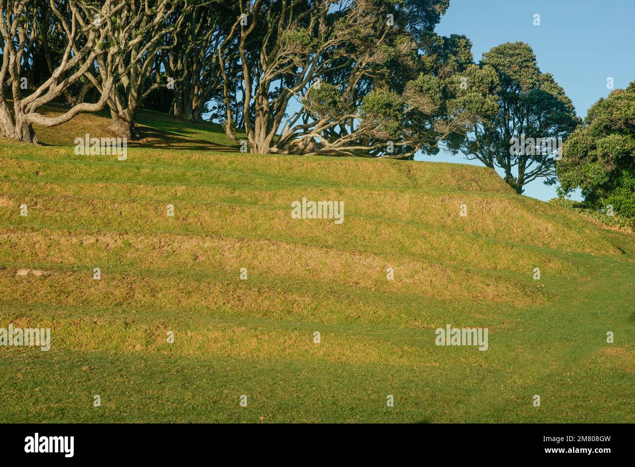 Terraced slope on side of Mount Drury with pohutukawa trees on rise ...