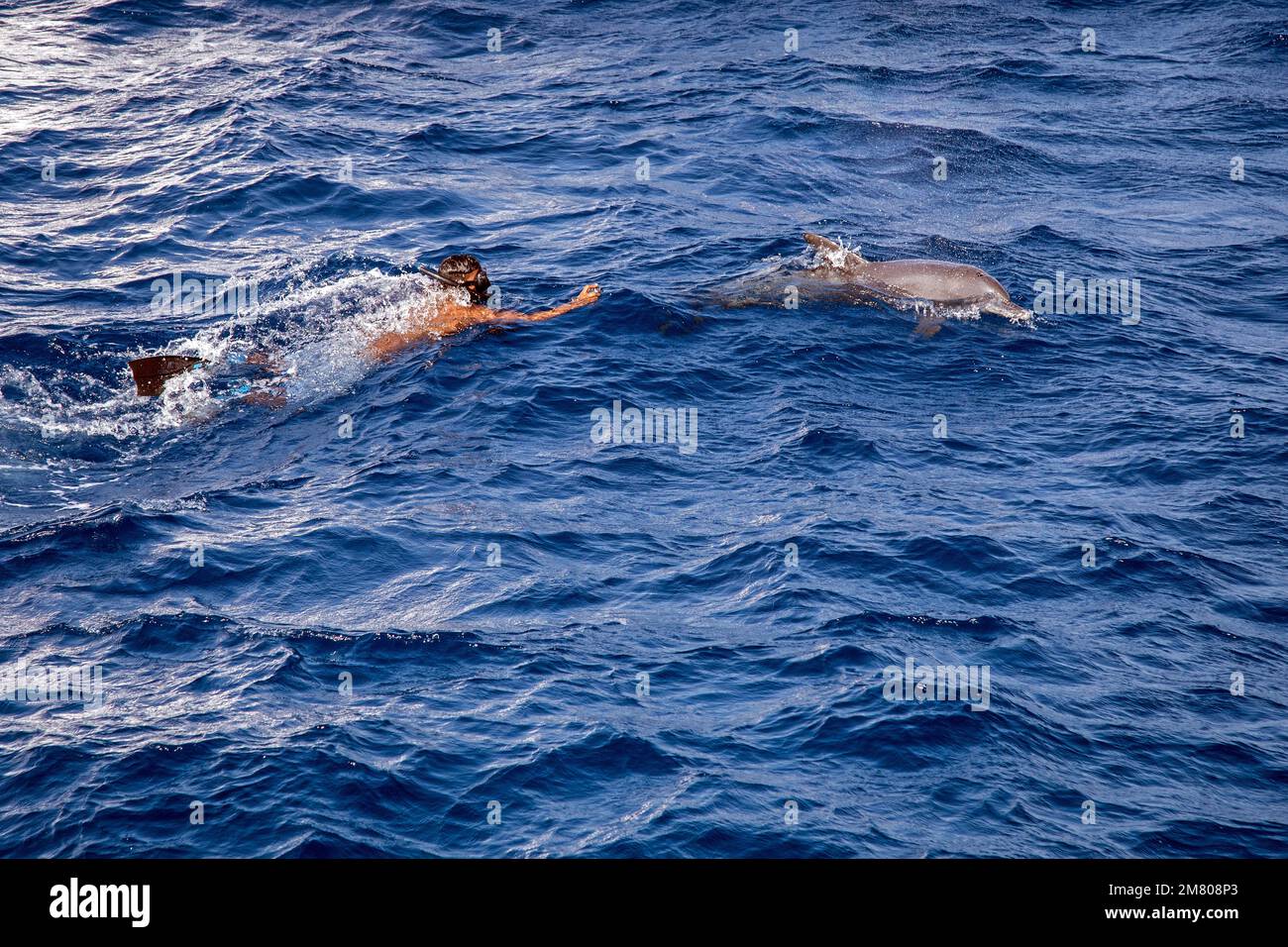 SCUBA DIVING WITH THE DOLPHINS IN THE RED SEA, HURGHADA, EGYPT, AFRICA Stock Photo - Alamy
