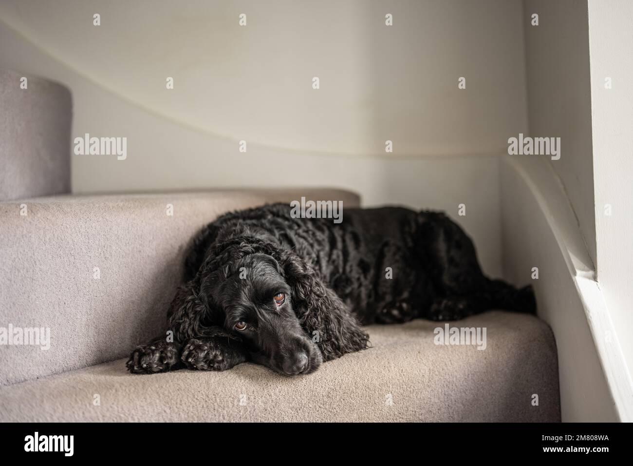 Cocker spaniel resting lying down to sleep on the turned quarter treads ...