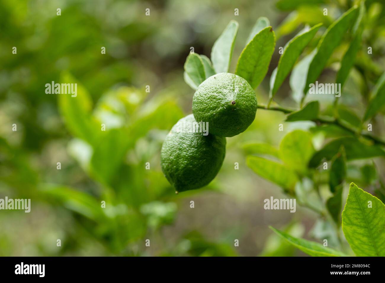 Lemon plantation hi-res stock photography and images - Alamy