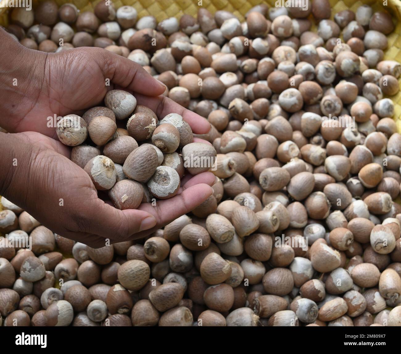 Hands full of peeled out Areca nuts with both hands above the pile of ...