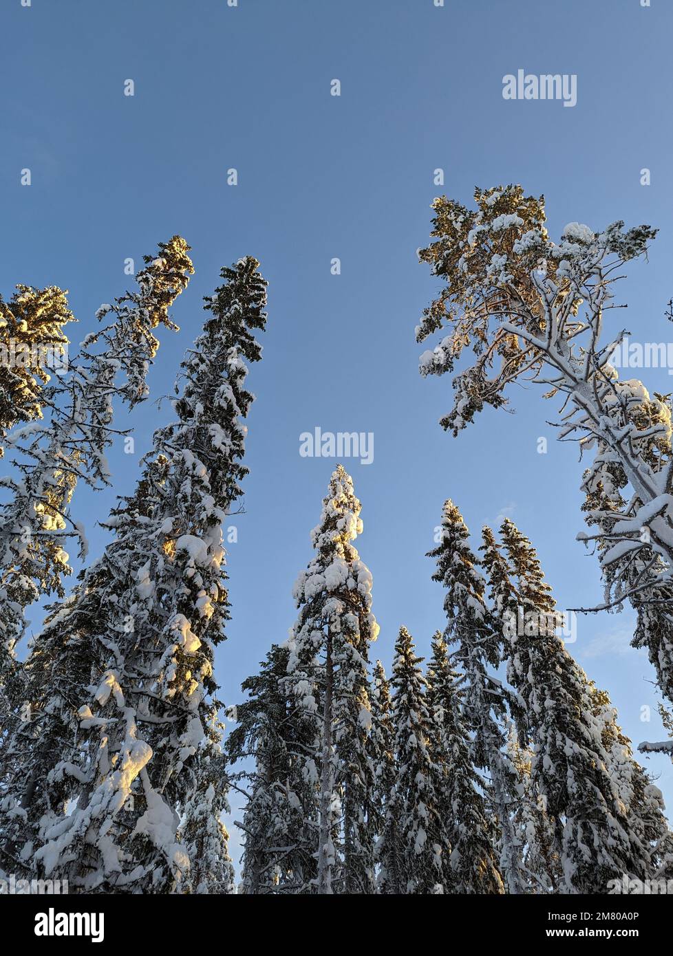 A vertical low-angle shot of fir trees covered with snow under the ...