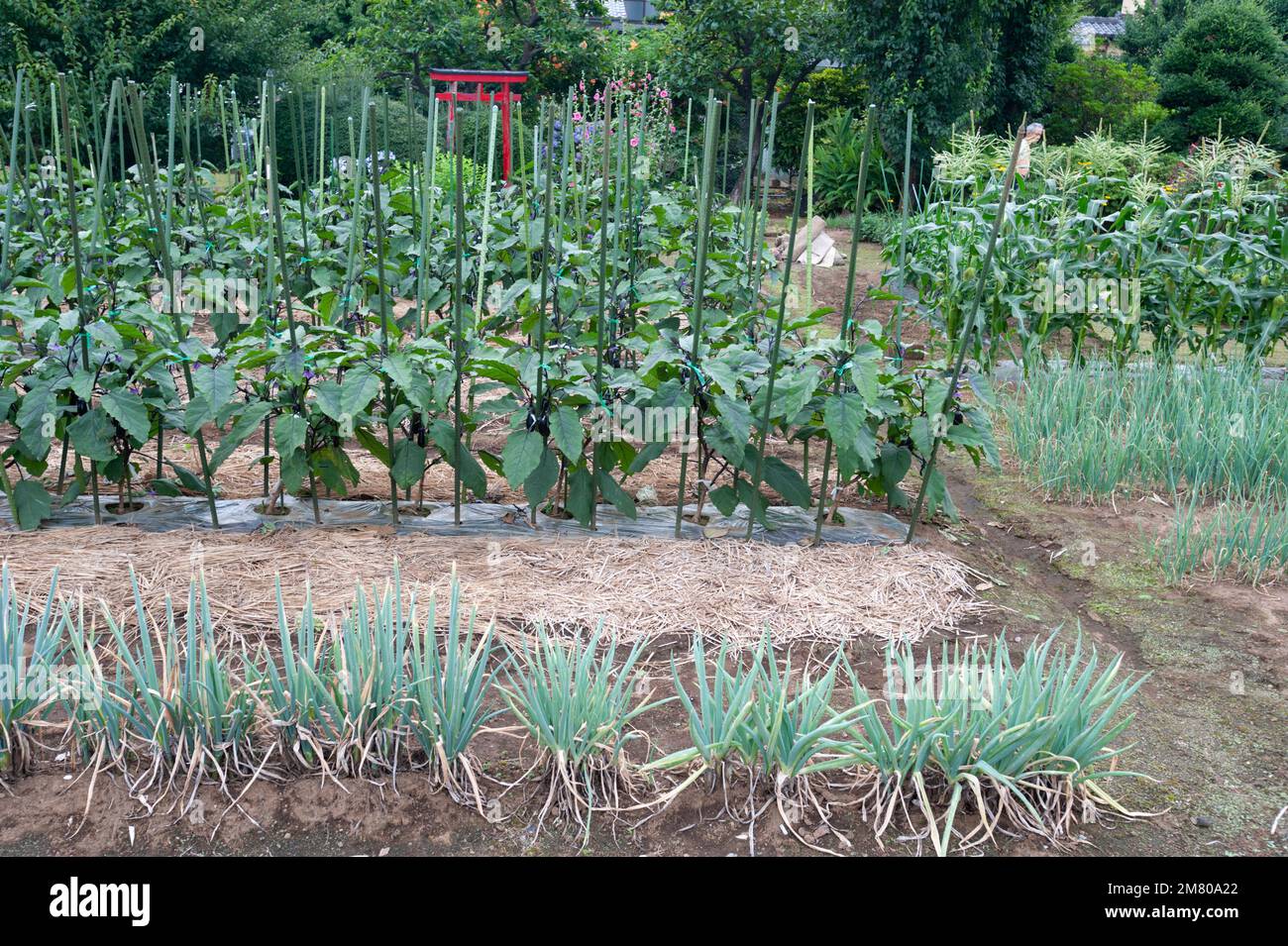 A Shinto Shrine torii gate is just visible behind the rows of eggplants ...