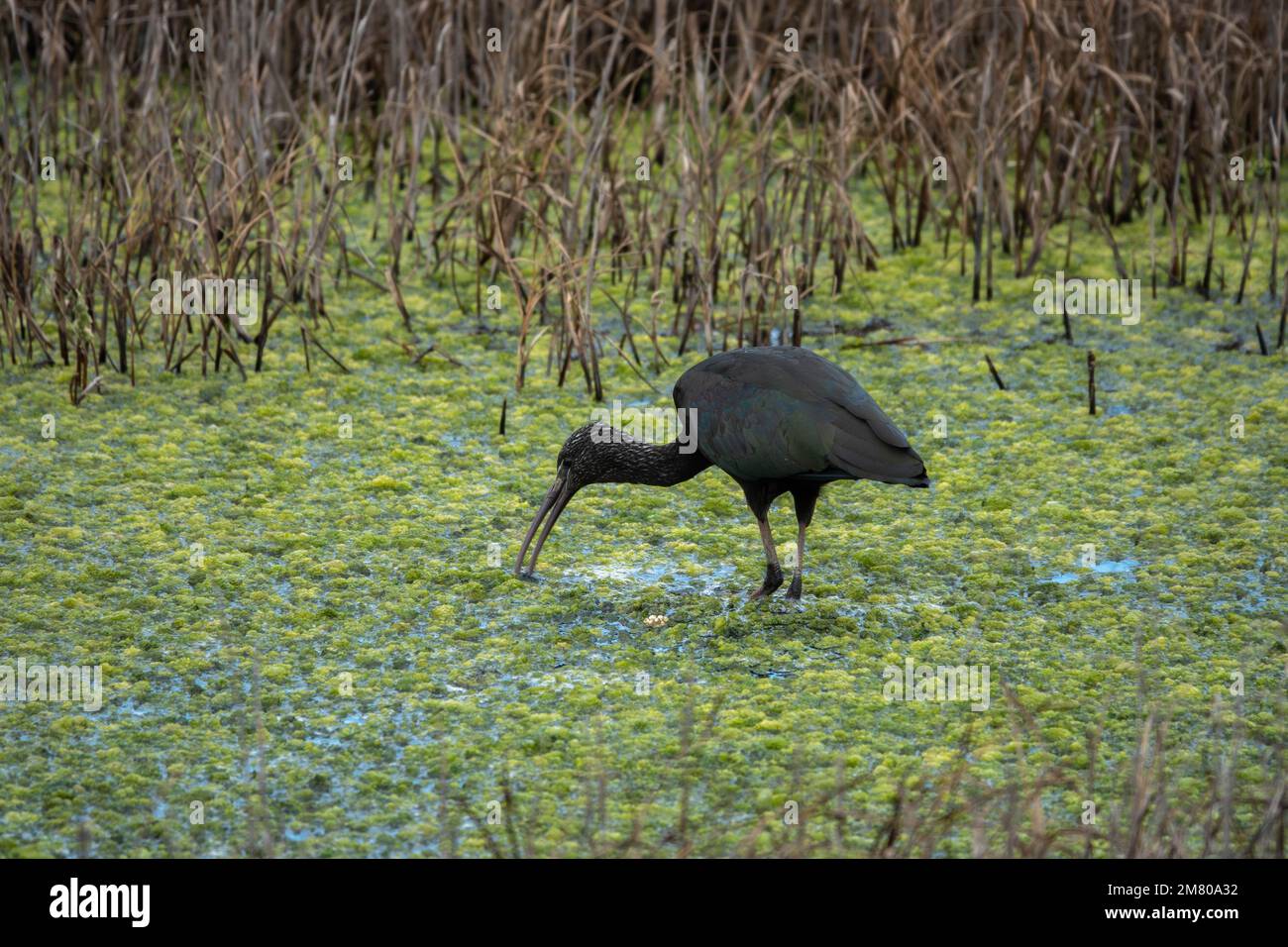 Heron like bird hi-res stock photography and images - Alamy