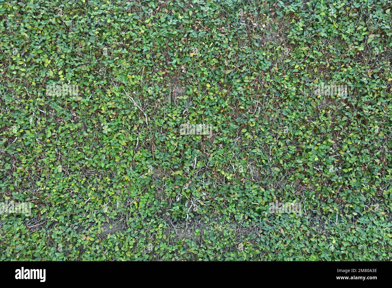 Creeping fig hi-res stock photography and images - Alamy