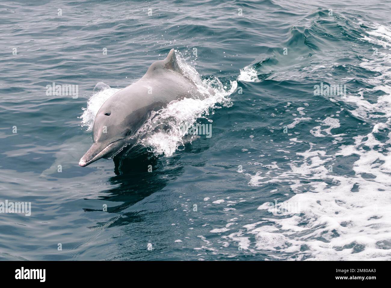 Indo-Pacific bottlenose dolphin, Tursiops aduncus, jumping above the ...