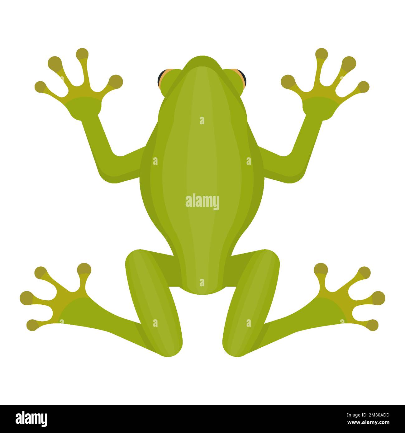 Green frog isolated on white background. Vector illustration. Eps 10 ...