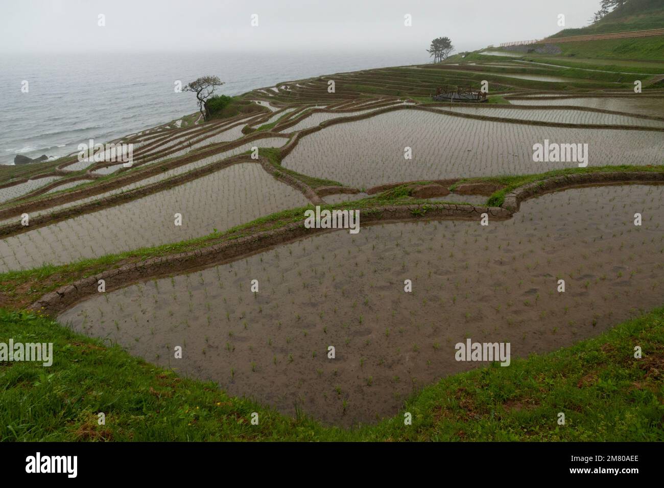 Shiroyone Senmaida rice terraces during planting season in May, Noto ...