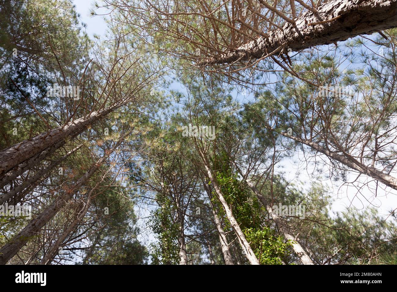 Under view spring tree with blue sky Stock Photo - Alamy