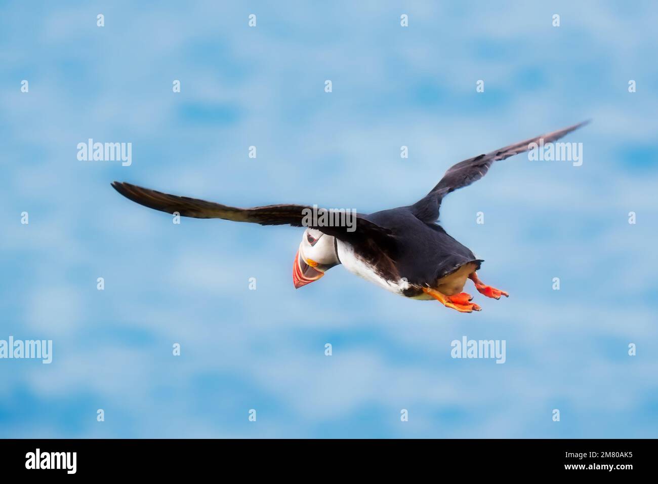 Puffin on the wing Stock Photo - Alamy