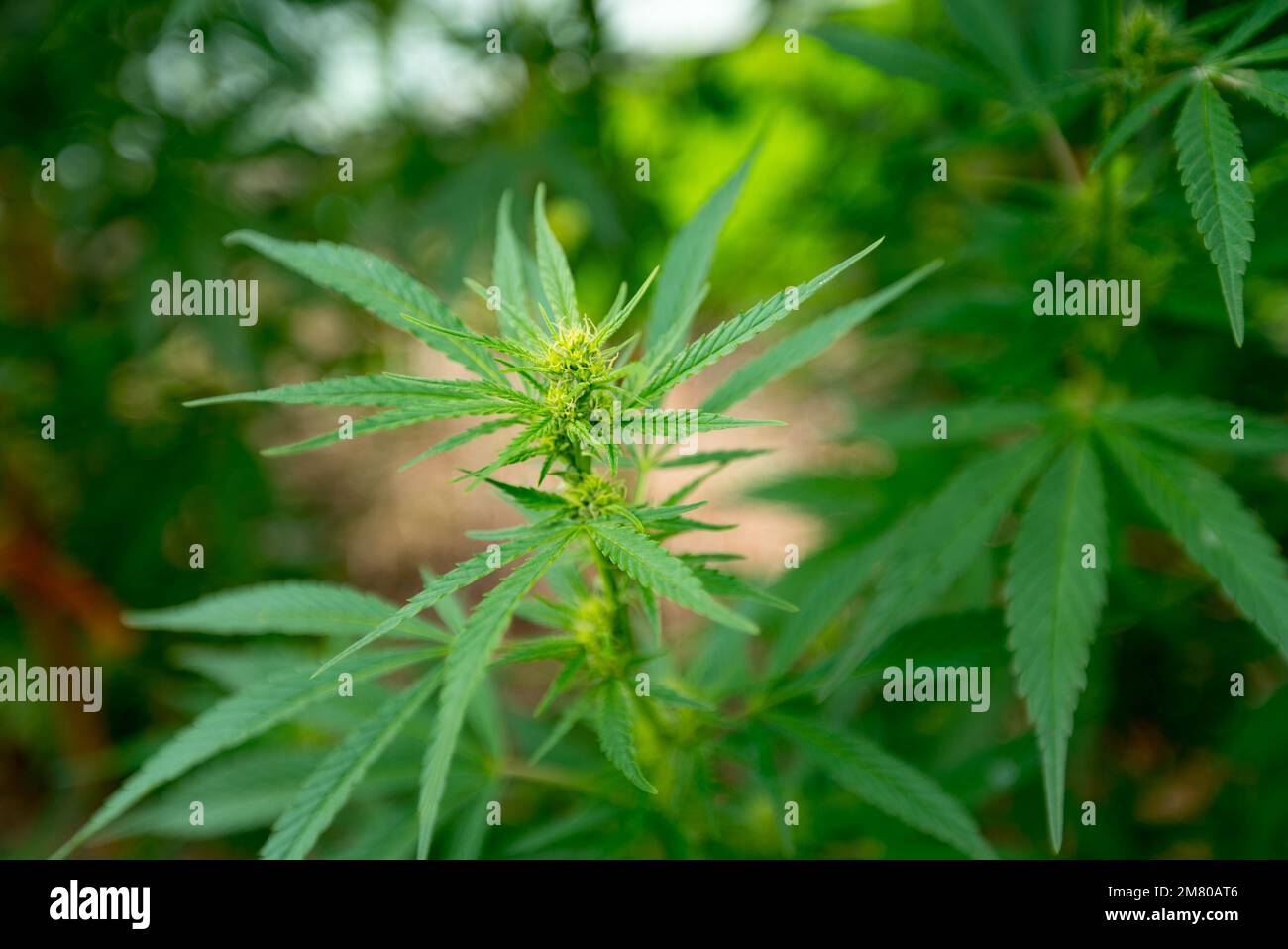 A closeup of marijuana growing in a greenhouse Stock Photo - Alamy