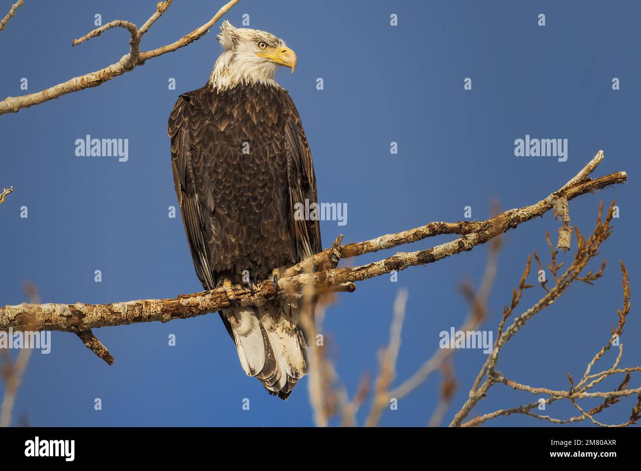 Bald eagle on tree branch hi-res stock photography and images - Alamy