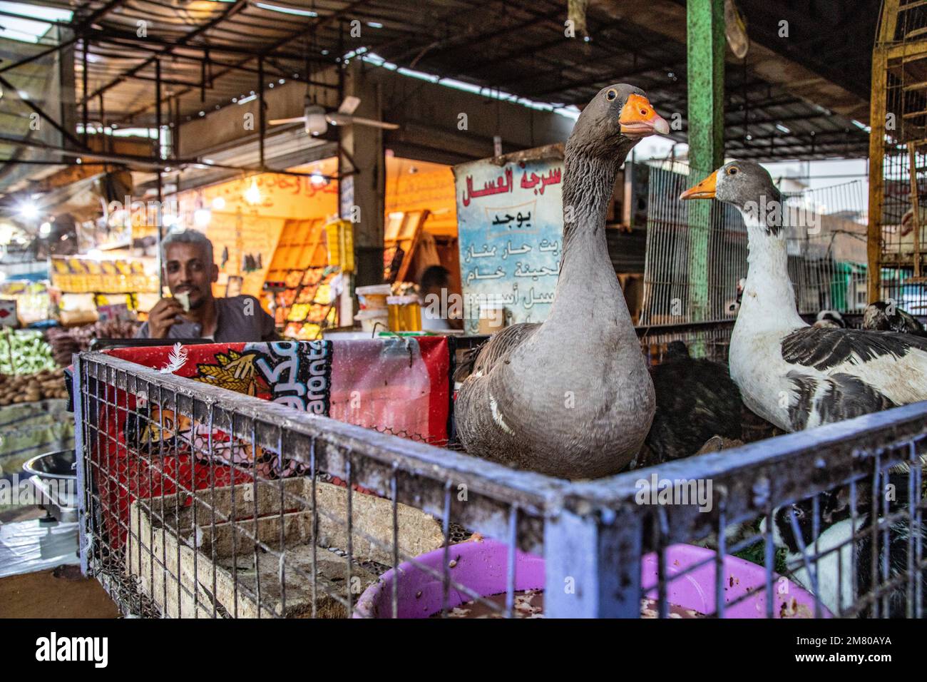 GEESE, STAND SELLING POULTRY IN THE STREET ACROSS FROM THE EL DAHAR ...