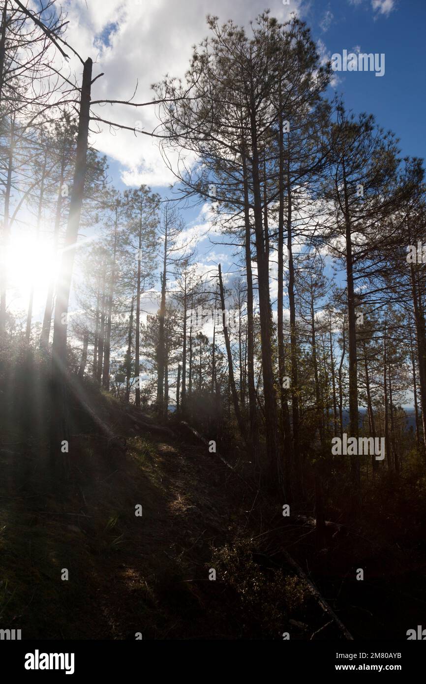 Back Light of Pine Tree Stock Photo - Alamy