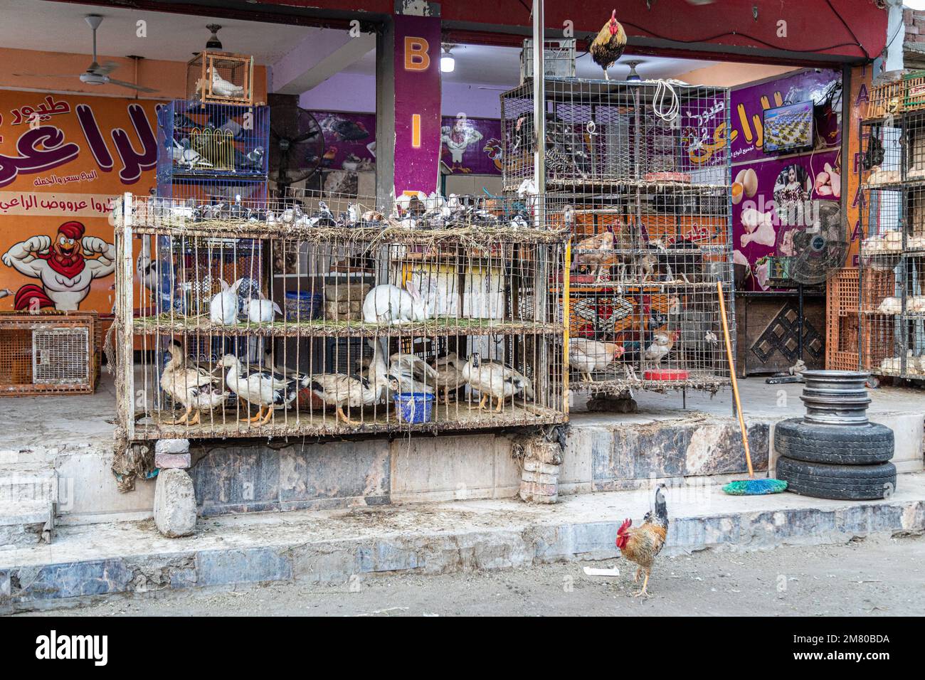 HENS AND CHICKENS, STAND SELLING POULTRY IN THE STREET ACROSS FROM THE ...