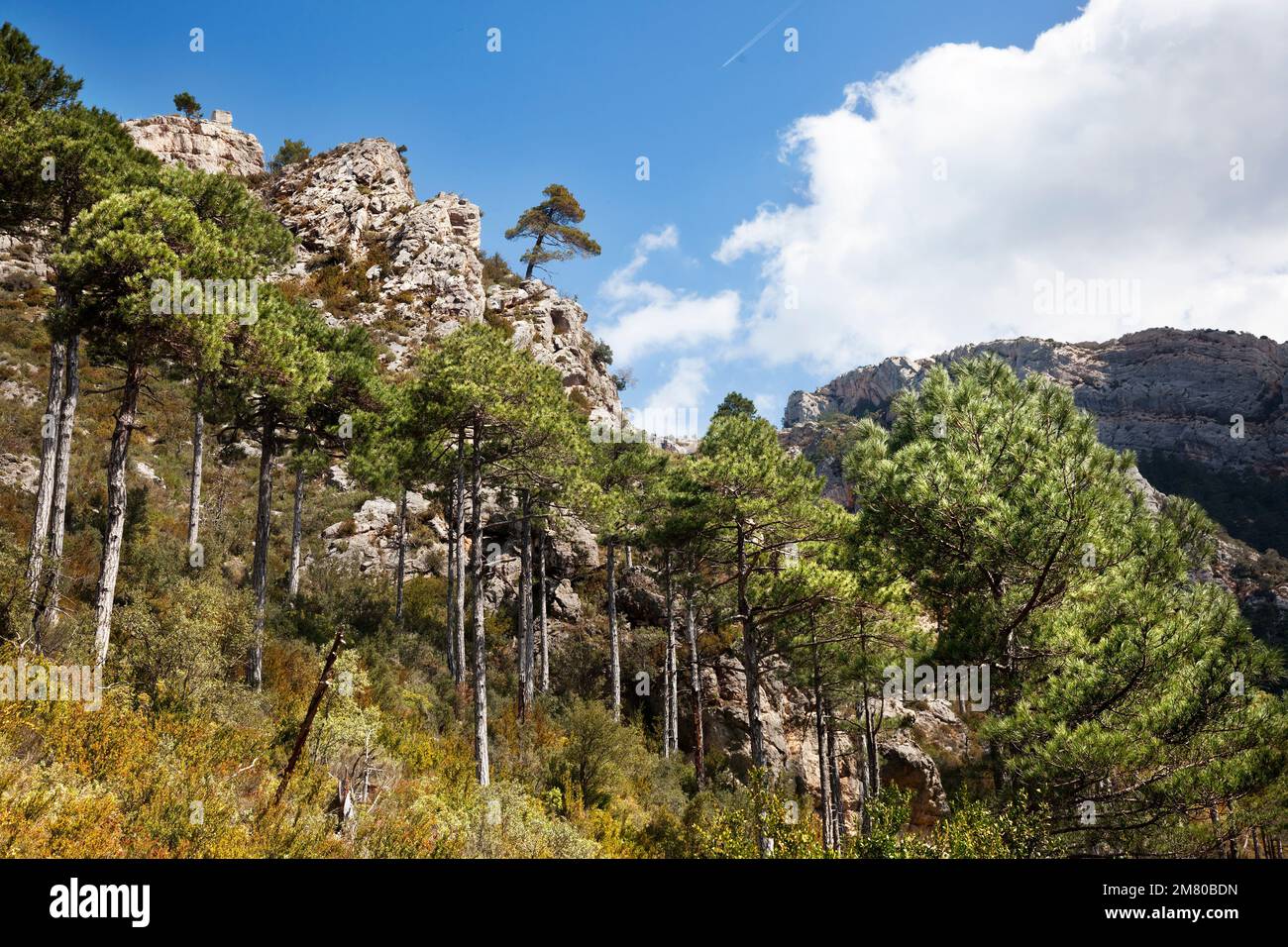 Pines in famous park hi-res stock photography and images - Alamy