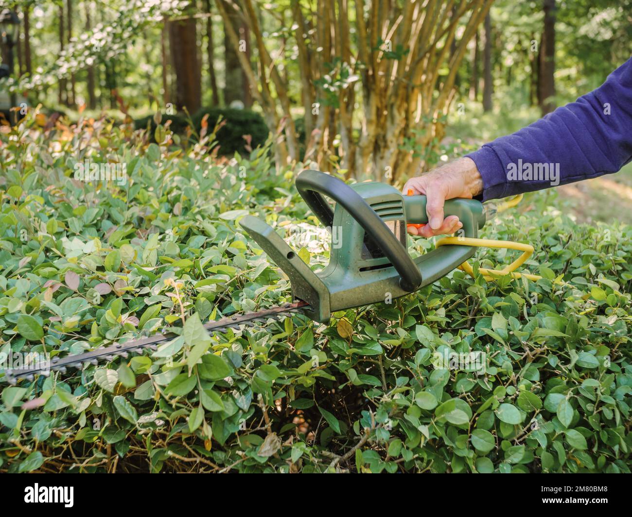 Man using hedge trimmer to trim hedge. Male landscaper pruning shrub ...