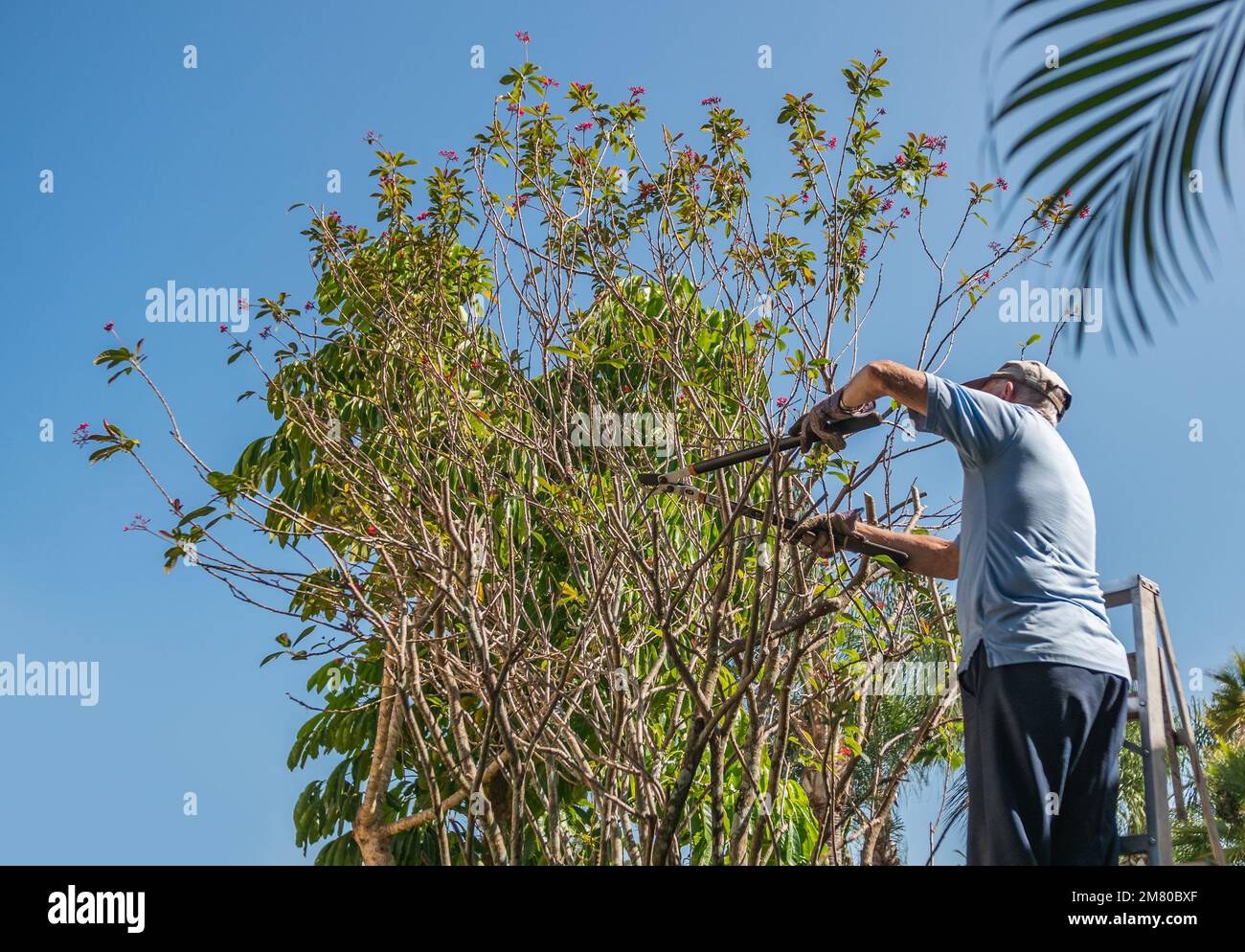 Male Landscaper Pruning Oleander Tree Branches With Scissor Cutting Tool Gardener On Ladder