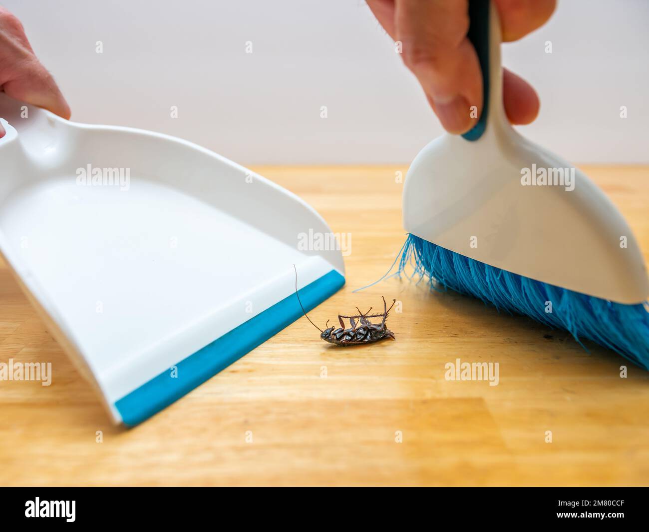 Cockroaches infestation hi-res stock photography and images - Alamy